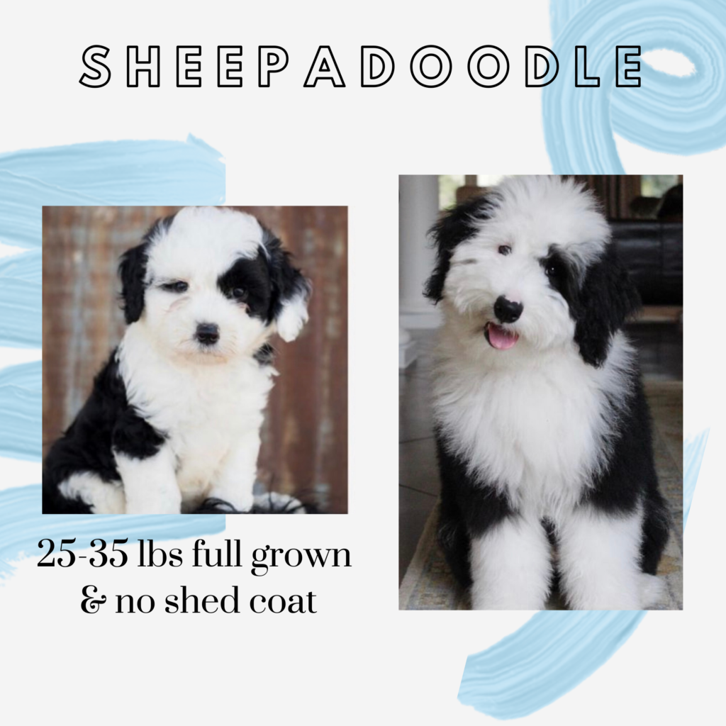 Photo Gallery | Homestead Designer Doodles