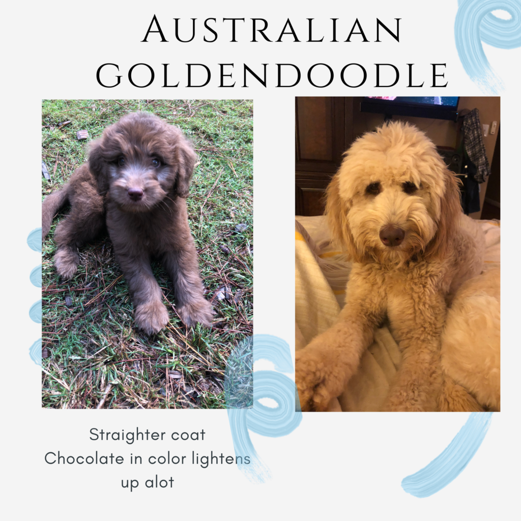 Photo Gallery | Homestead Designer Doodles