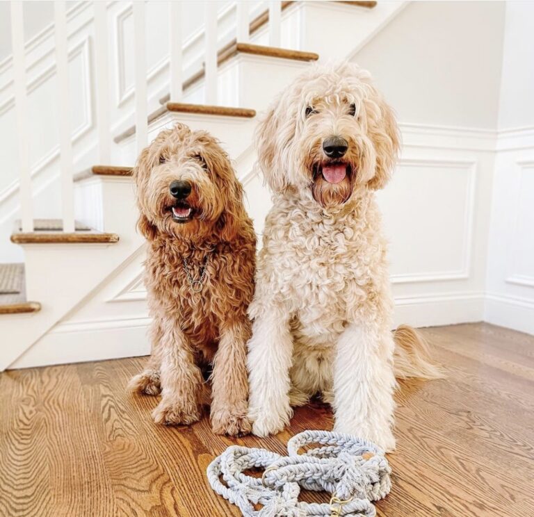 All About Doodles | Goldendoodle Puppies | Homestead Designer Doodles