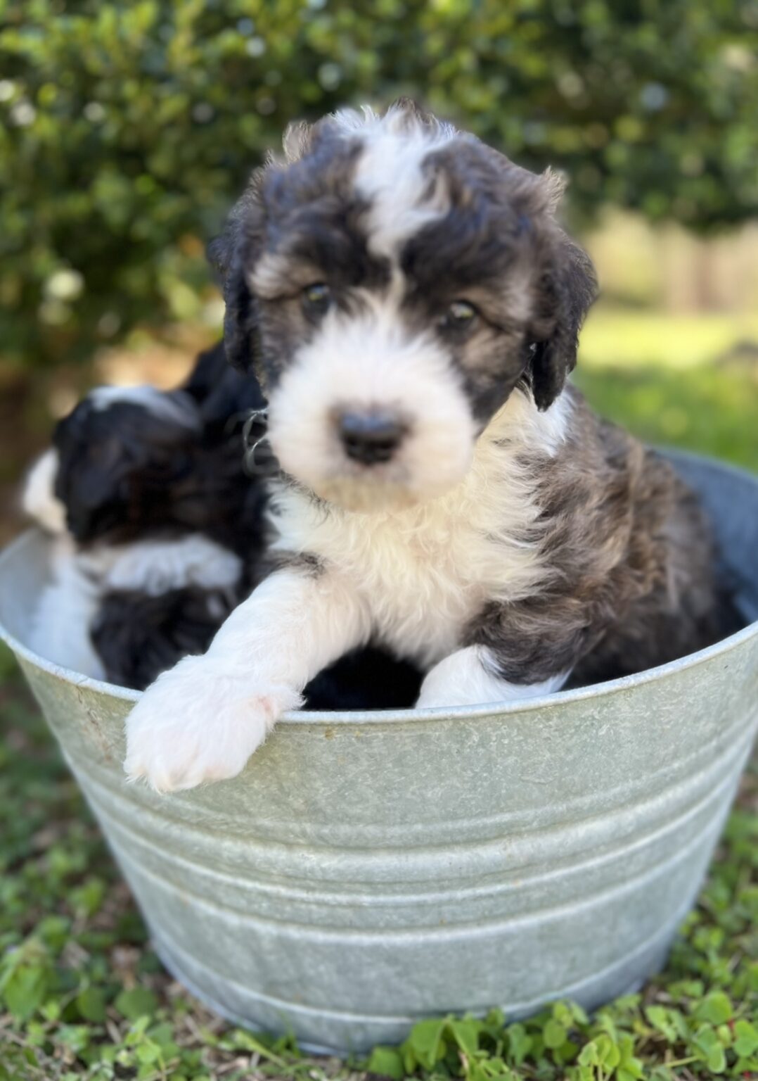 Sheepadoodles | Homestead Designer Doodles | Homestead Designer Doodles