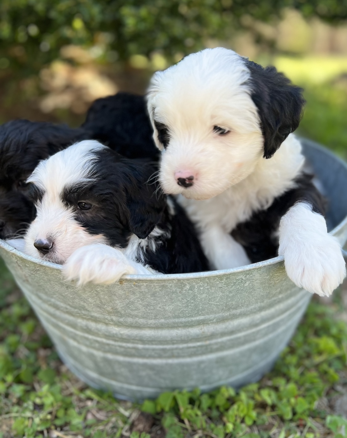 Sheepadoodles | Homestead Designer Doodles | Homestead Designer Doodles