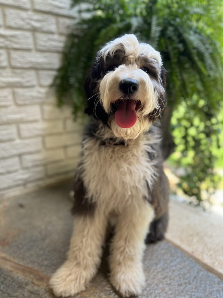 Doodle Puppies for Sale in Athens GA | Homestead Designer Doodles ...