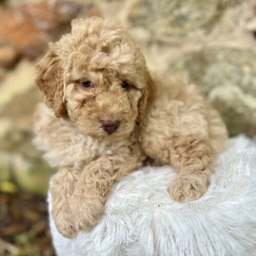 Doodle Puppies for Sale | Homestead Designer Doodles
