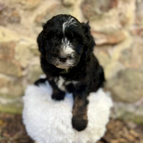 Puppies | Homestead Designer Doodles