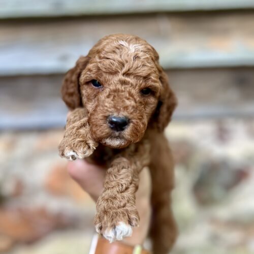 Puppies | Homestead Designer Doodles