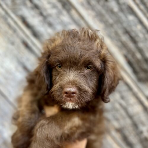 Doodle Puppies for Sale | Homestead Designer Doodles