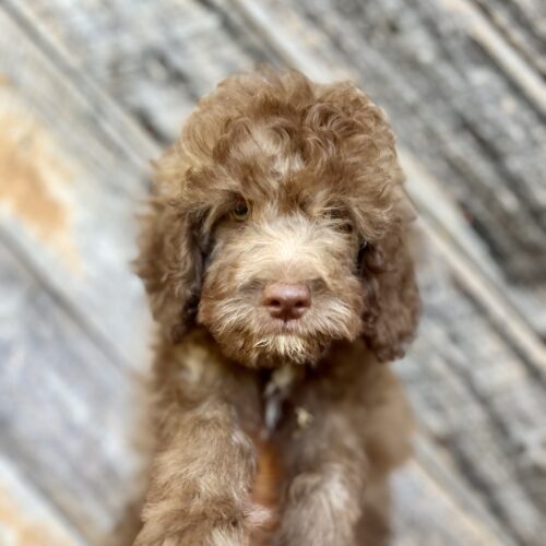 Doodle Puppies for Sale | Homestead Designer Doodles