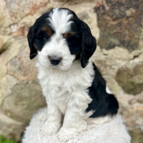 Puppies | Homestead Designer Doodles